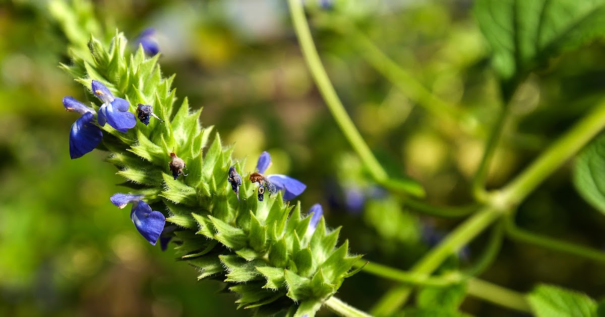 Salvia hispanica - Chia care and culture | Travaldo's blog