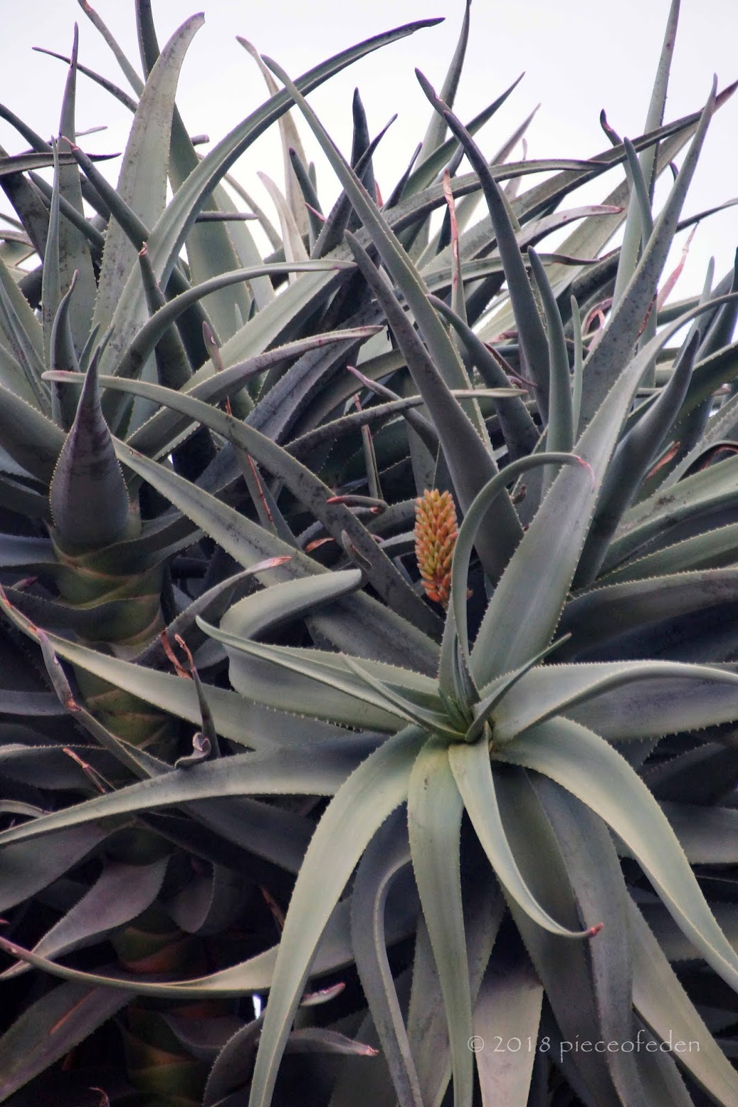 First Aloe/Aloidendron 'Hercules' Flower