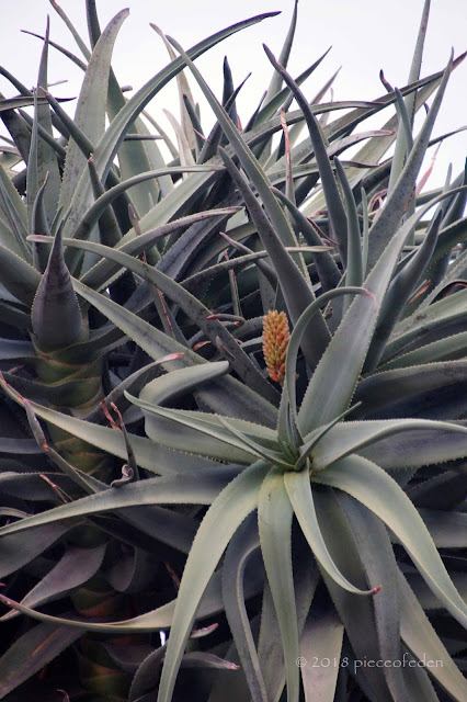First Aloe/Aloidendron 'Hercules' Flower