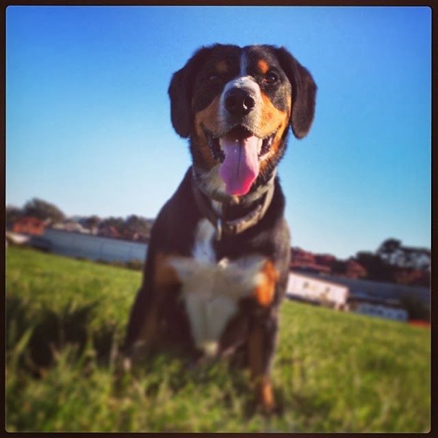 Life With Beagle: Meet my Secret Santa dog: Alfie the Entlebucher ...