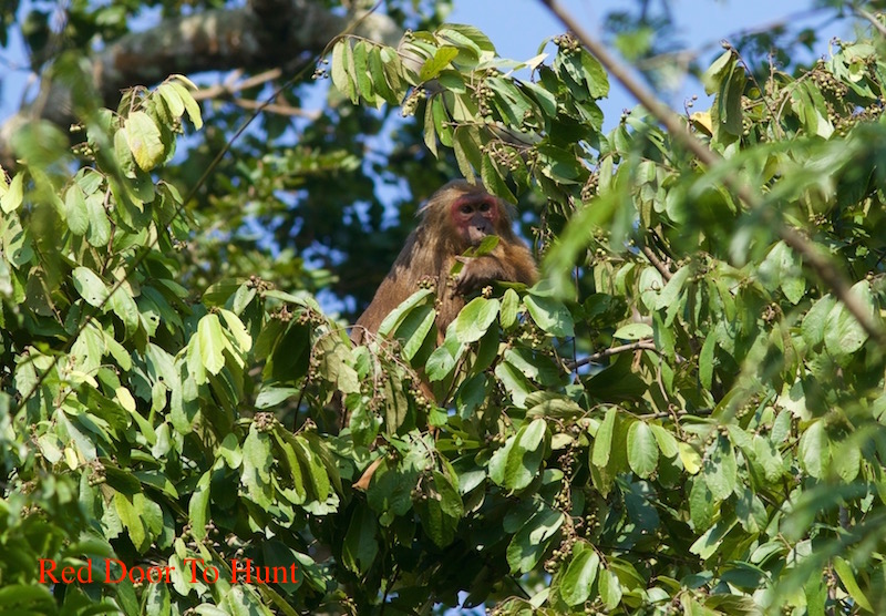 RED Door To Hunt: Laporan Pemerhatian & Kajian Beruk Kentoi~Macaca ...
