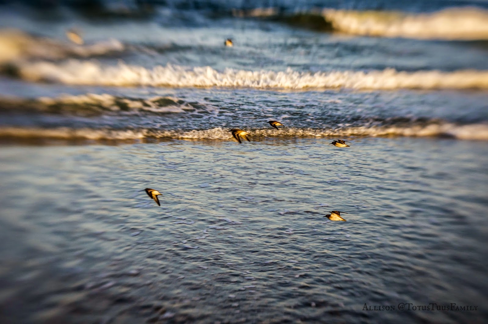 St. Francis Prayer to Birds - "Little Sisters" - Totus Tuus Family ...