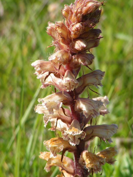 Loire Valley Nature: Broomrapes - Orobanche spp