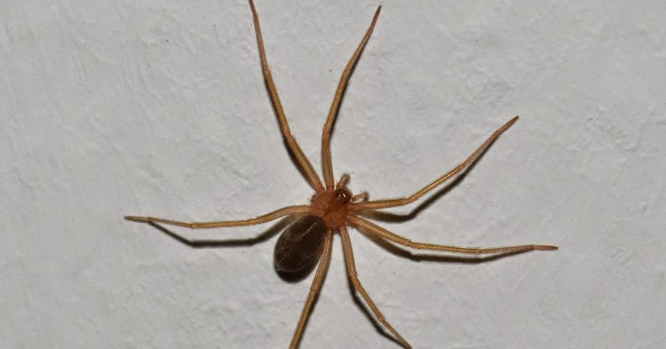 Crna Udovica nije jedini otrovni pauk u Primorju