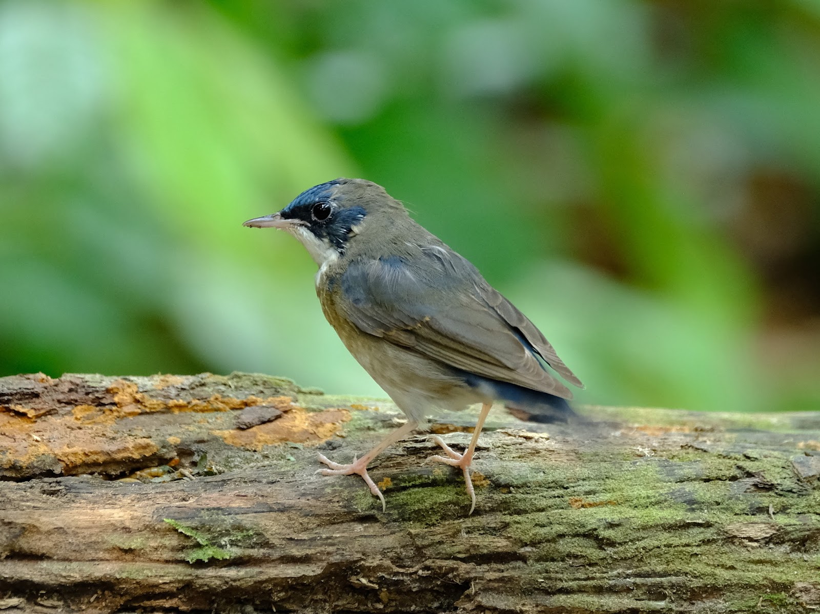 Mike is the name Birding is the game ( Birding in Malaysia - Malaysian ...
