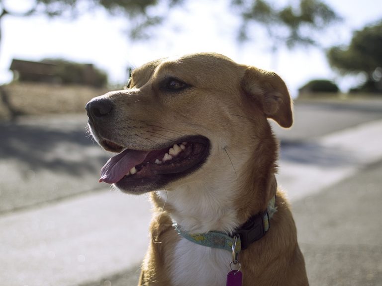 10 SIGNS THAT YOUR DOG IS HAPPY