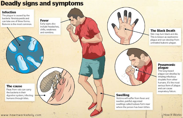 Bubonic Plaque is back!