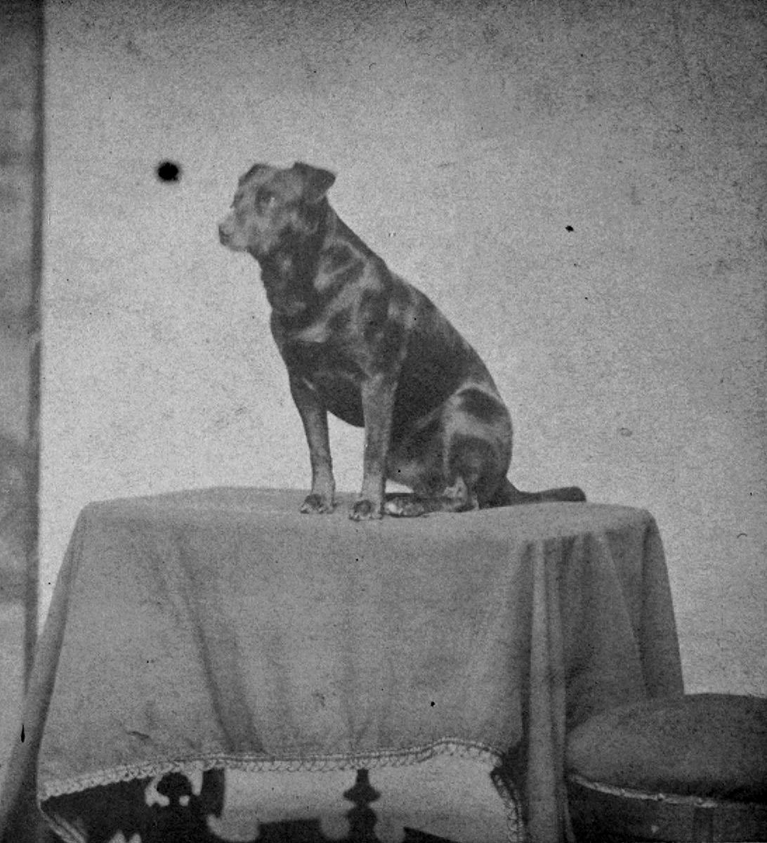 The Chubachus Library of Photographic History: Stereoview Portrait of a ...