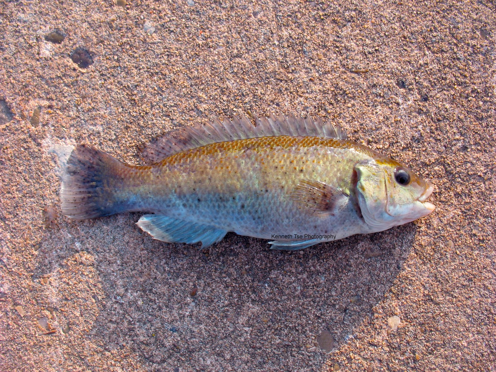 MuskieBait Adventures: 2015 Atlantic Canada (Day 7)