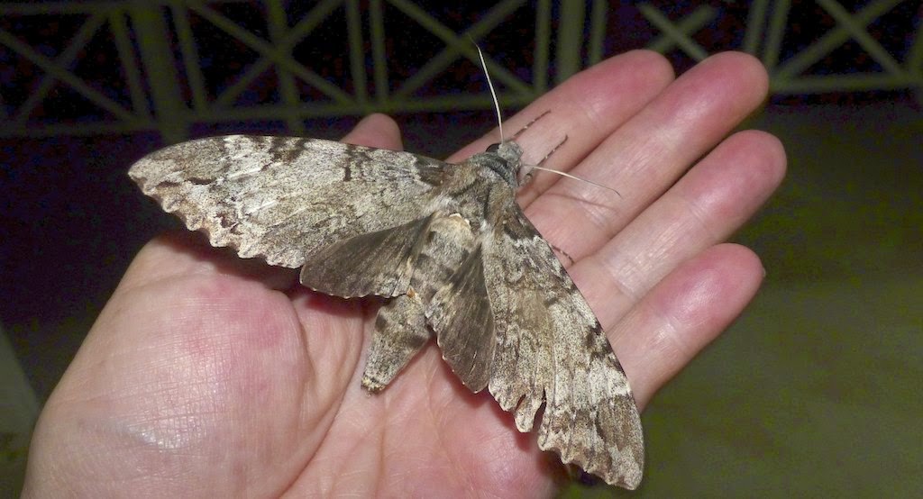 ThirdSpace: ‪Pseudosphinx tetrio‬