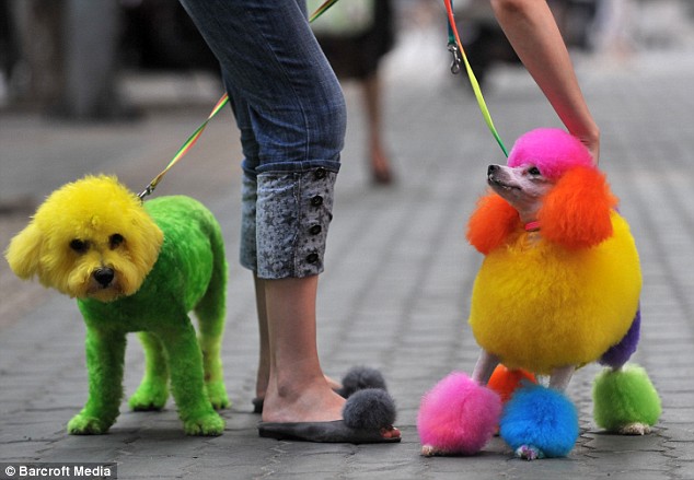 The dog in world: New Trend in Dog Design