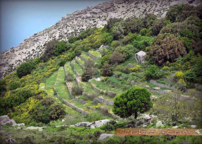 Άρωμα Ικαρίας: Η Ραστώνη της Ικαρίας
