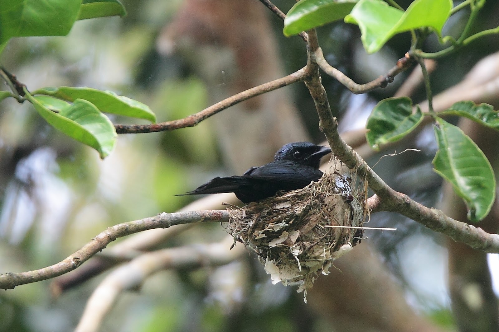 Mike is the name Birding is the game ( Birding in Malaysia - Malaysian ...