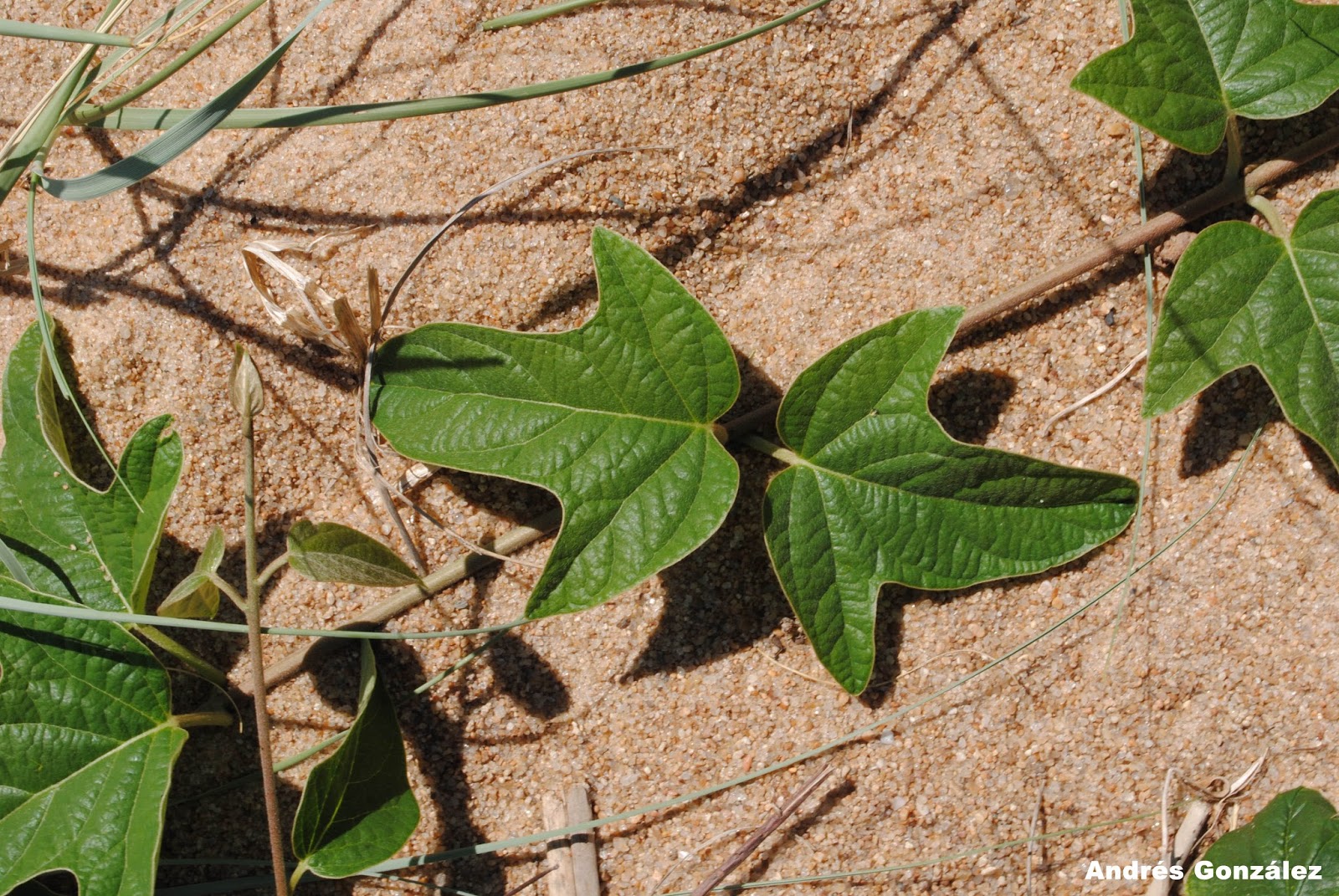 FOTOS DE FLORA NATIVA Y ADVENTICIAS DE URUGUAY : Stigmaphyllon ...
