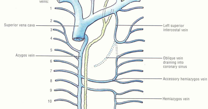 Pedi cardiology: Innominate Vein Tributories - Netter diagram