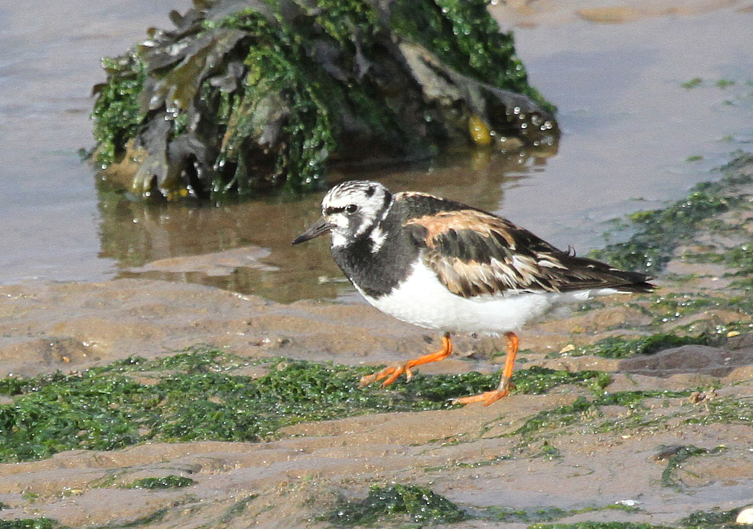 Birding with Flowers: Spurn Migration Festival 2015