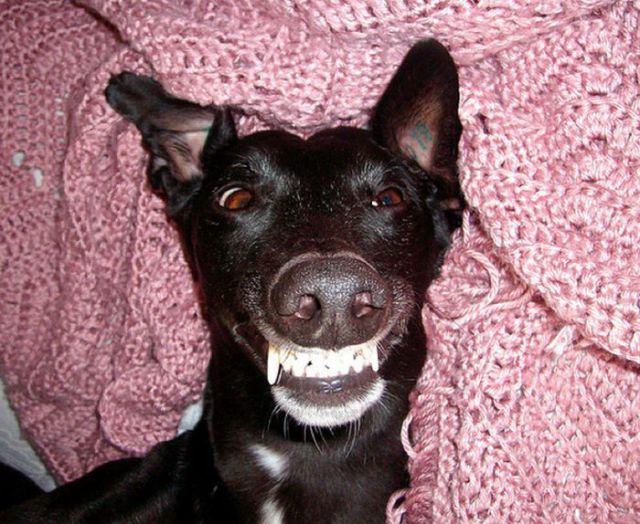 Funny Cool Pictures: Freaky Fido's Smiling