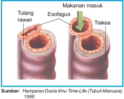 Edi Sunardi: struktur dan fungsi trakea
