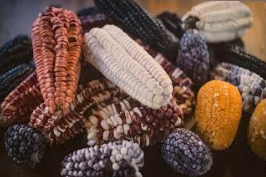 Crops Of The Inca Empire