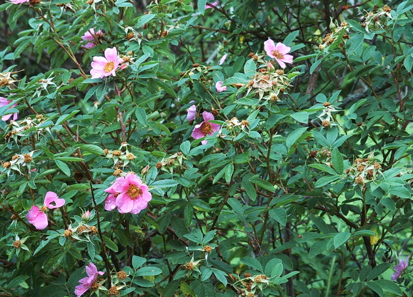 Pinelands Nursery: Rosa palustris - Swamp Rose
