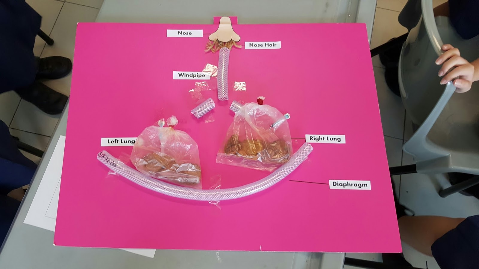 2016Endeavour5A: Respiratory system - Constructing a Lung Model using ...
