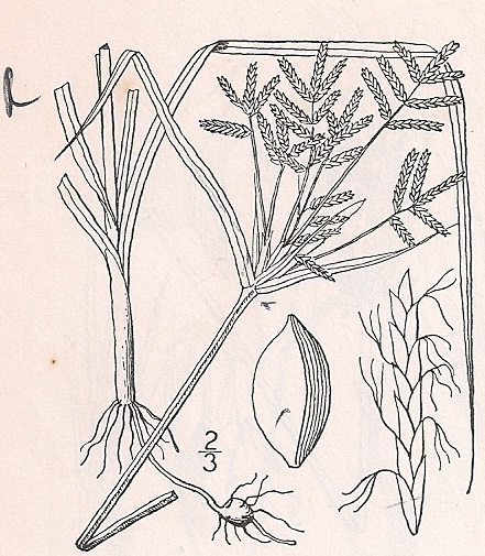 FLORA ILUSTRADA BRITTON DEL NORTE DE U.S.A.-CANADA: CYPERACEAE CYPERUS ...