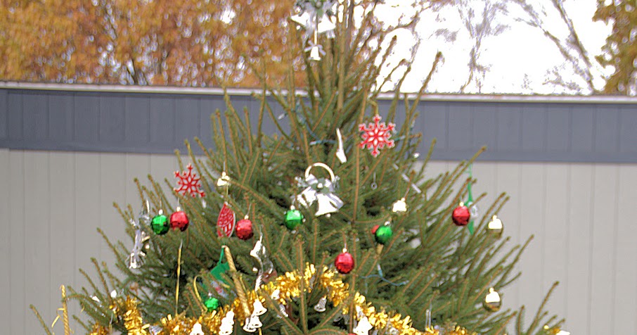 Bogota Blog NJ: Bogota Tree