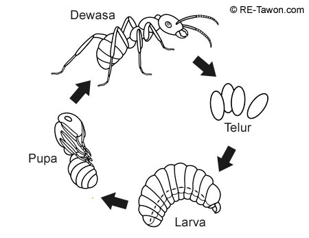 Mengenal Perbedaan antara Semut & Rayap | RE Tawon