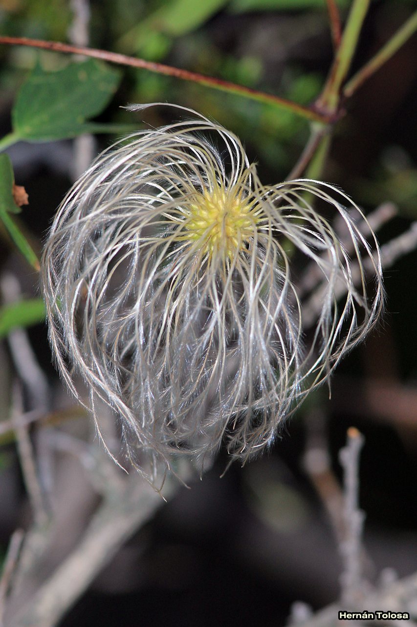 Flora Bonaerense: Barba de viejo (Clematis montevidensis)