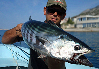 Fish Images: Atlantic Bonito Fish Images