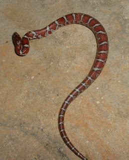 Mid-Atlantic Plant Research Center: Baby Snake