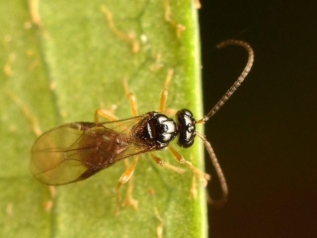 そよ風のなかで Part2: ツヤコマユバチ亜科 Opius sp.