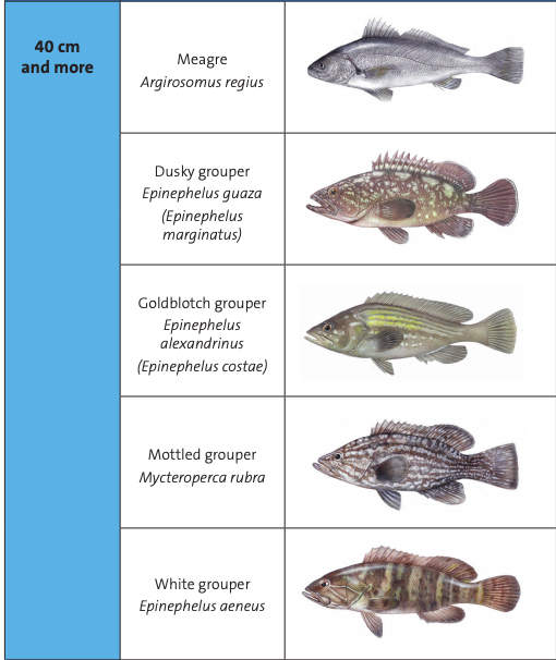 Israel Fishing Catch and Size Limits