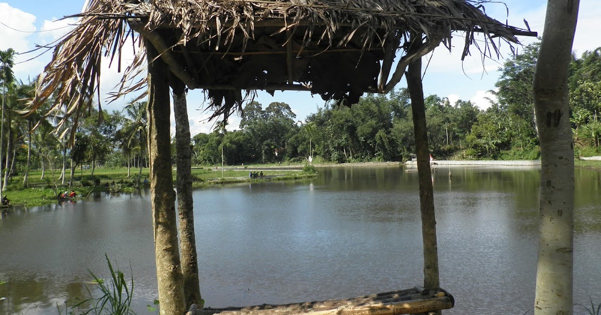 Jenis-jenis Rawa berdasarkan Kondisi Air: Swamp, Marsh, Bog, dan Rawa ...