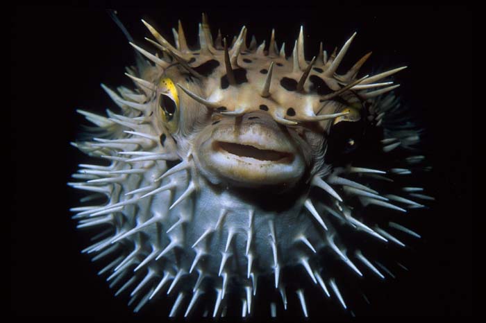 Pequeno Zoólogo: O peixe-balão e a Raposa