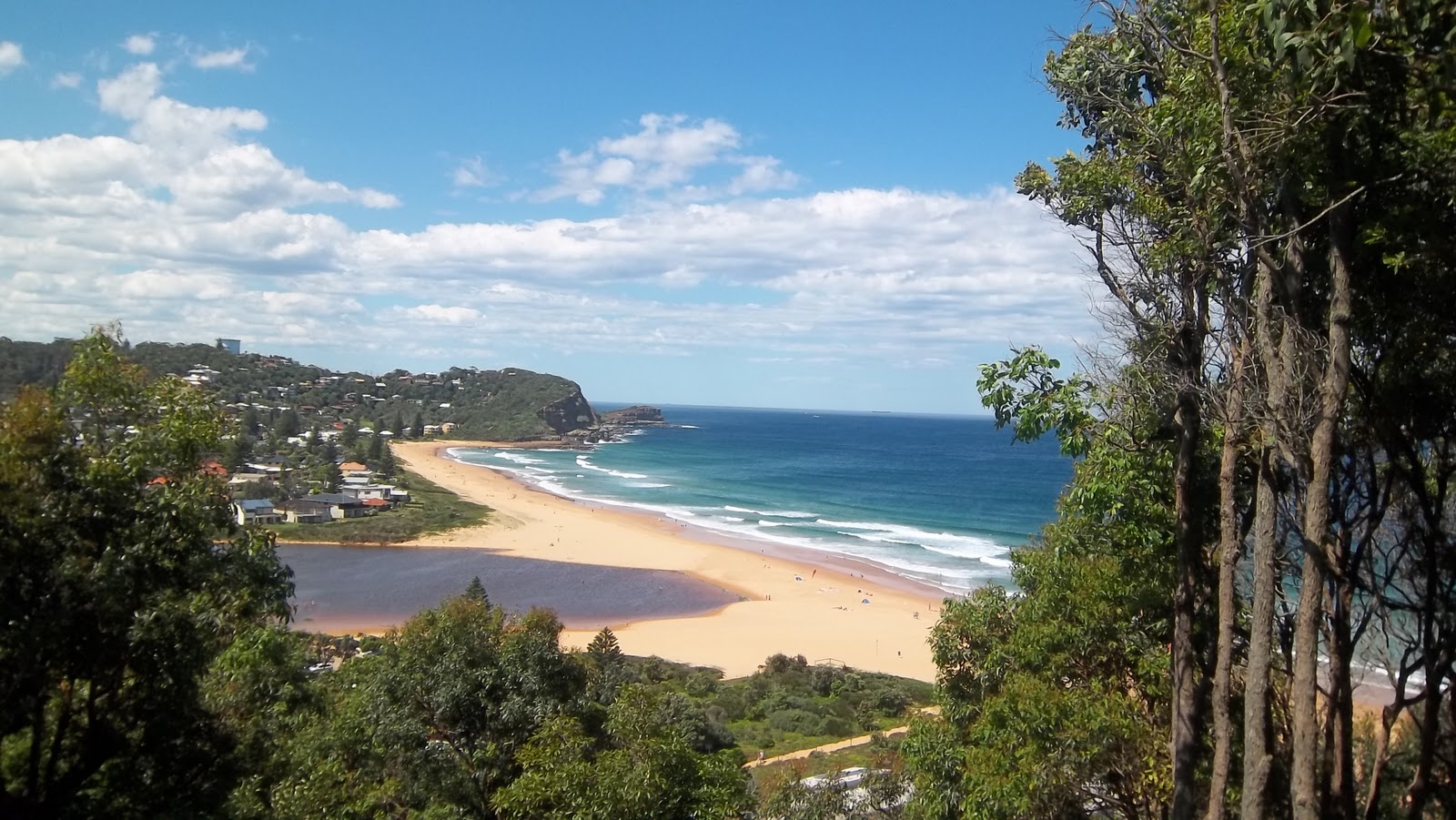 kiwibird: Avoca Beach