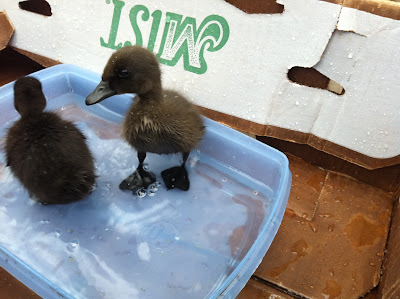 Several Gardens Farm: Putting the duck in reproduction