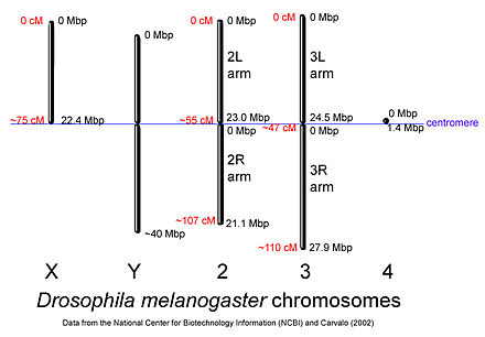 Drosophila melanogaster: Genome