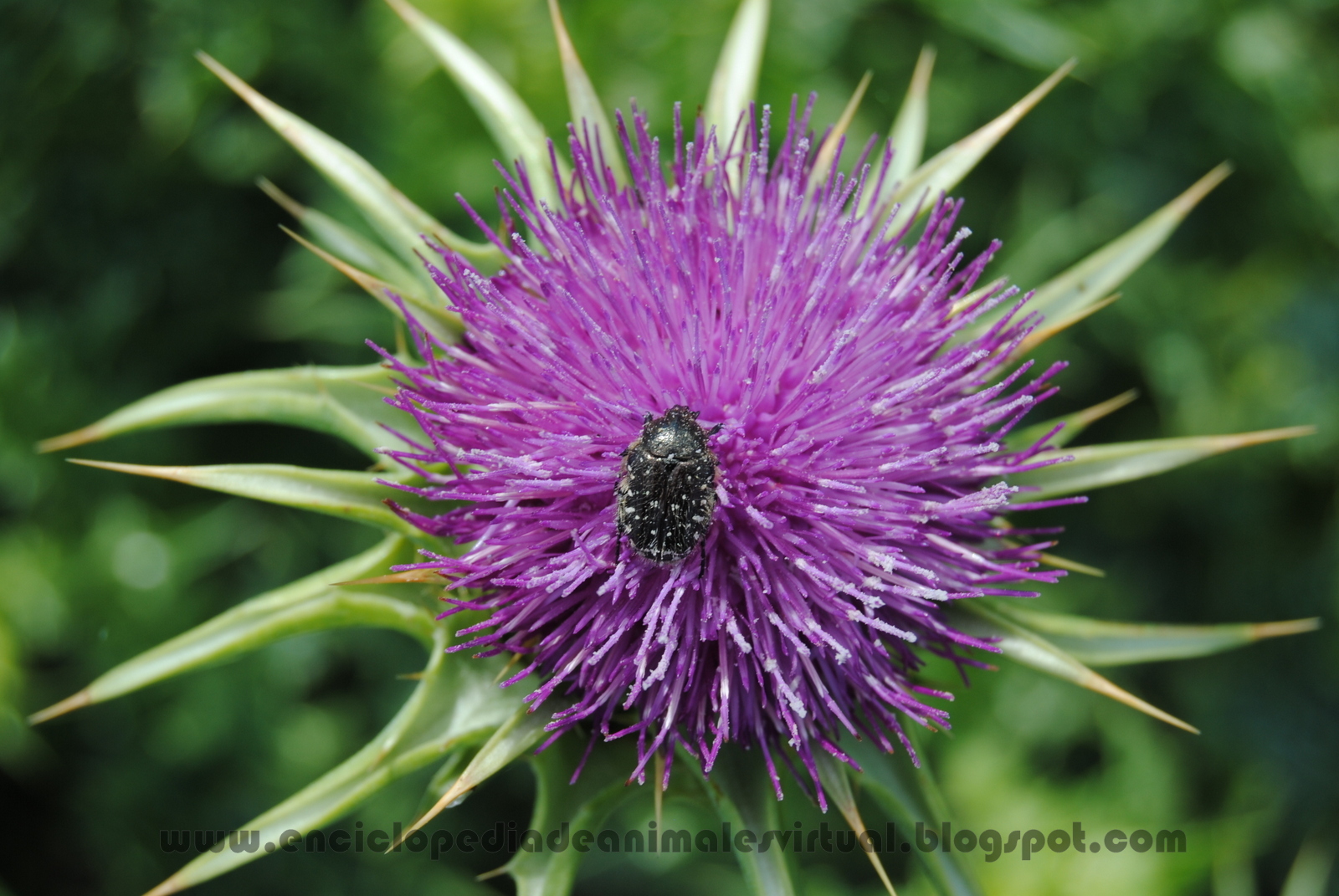 Fichas de Animales: Oxythyrea funesta