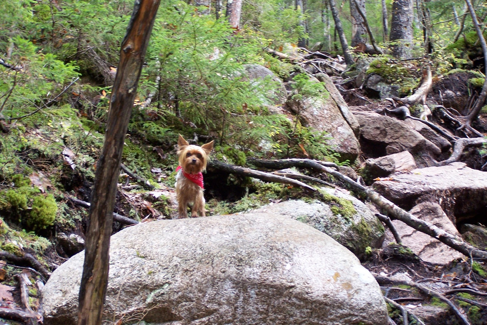 Moxie's Great Adventures: Arethusa Falls,Frankenstein cliffs and ...