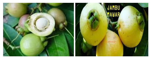 E. jambos (jambu klampok) ~ Evolusi Dan Keragaman Tumbuhan Buah Edibel ...