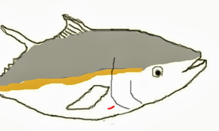 Bleeding a fish technique - BigTackleBox