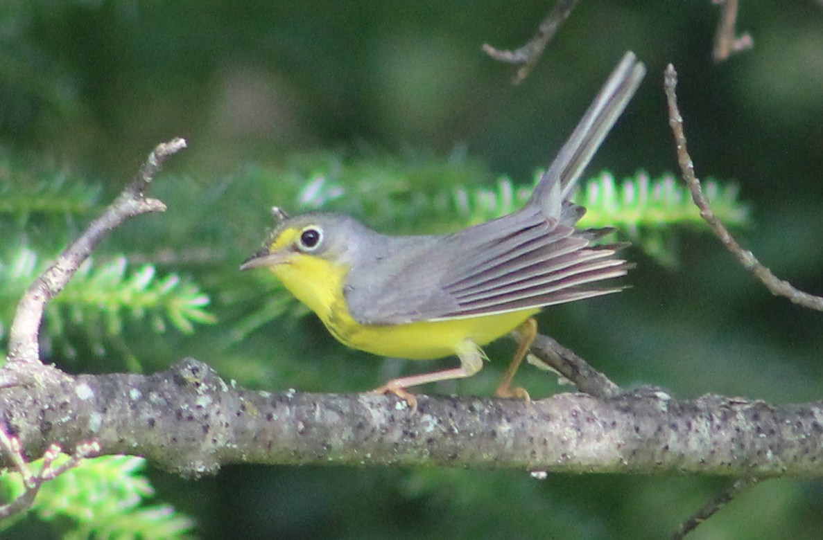 Tommy D's Birding Expeditions: Wisconsin Warblers