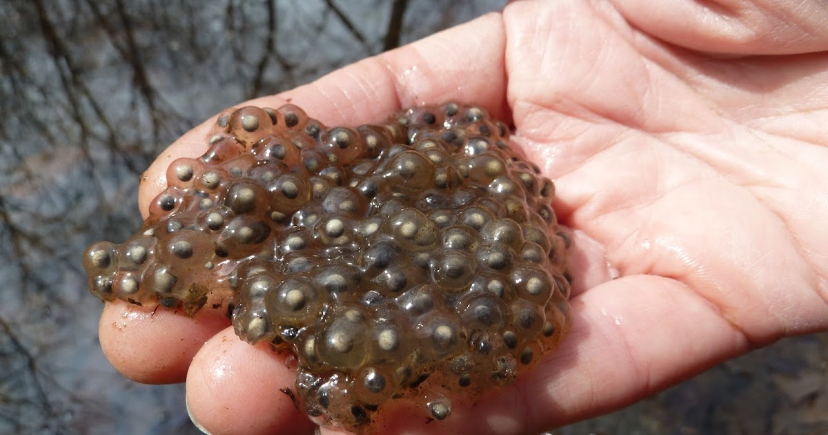 Long String Frog Eggs