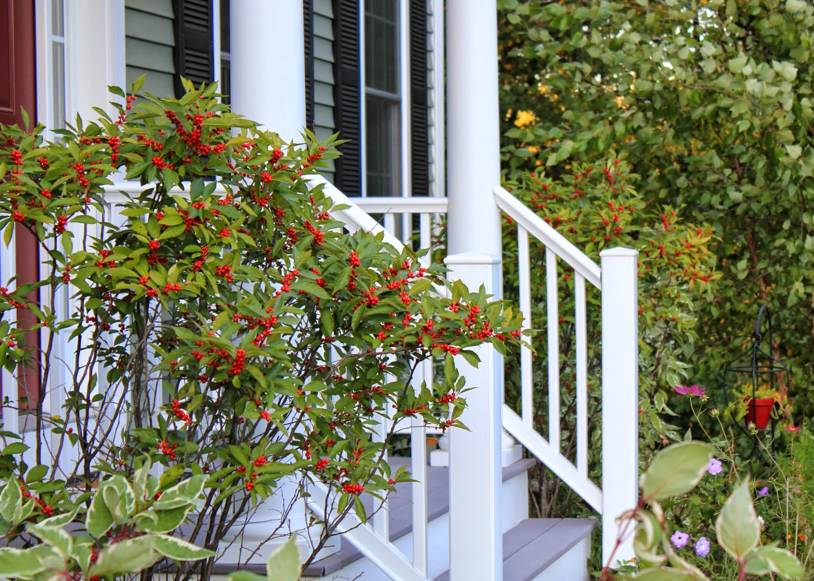 Red House Garden: Winterberry Hollies