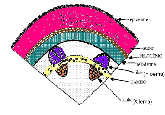 Clube das Matérias: BIOLOGIA (2 série) - Tecidos Vegetais