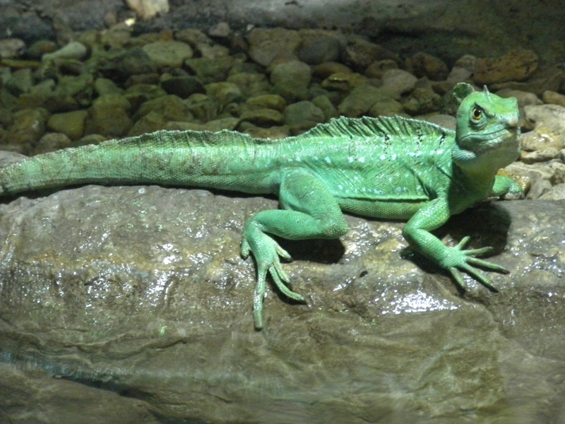 The Zoo Review: Species Fact Profile: Plumed Basilisk (Basiliscus ...