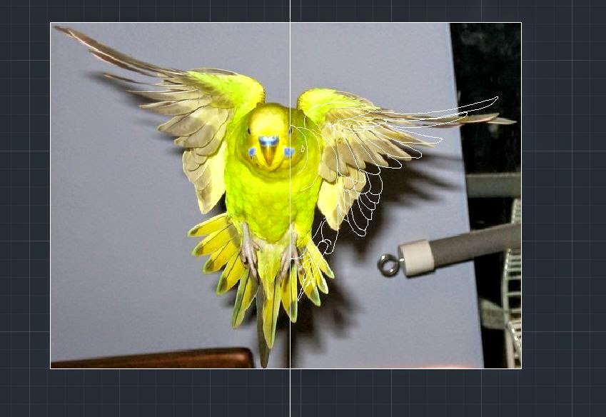 The Renaissance Engineer: Crimson Dove: Anatomy Art Project: Part 1