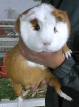 Crianza de cuyes | Décimas Espinelas y Poemas