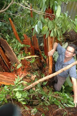BunyipCo: Cyclone Yasi; The Aftermath